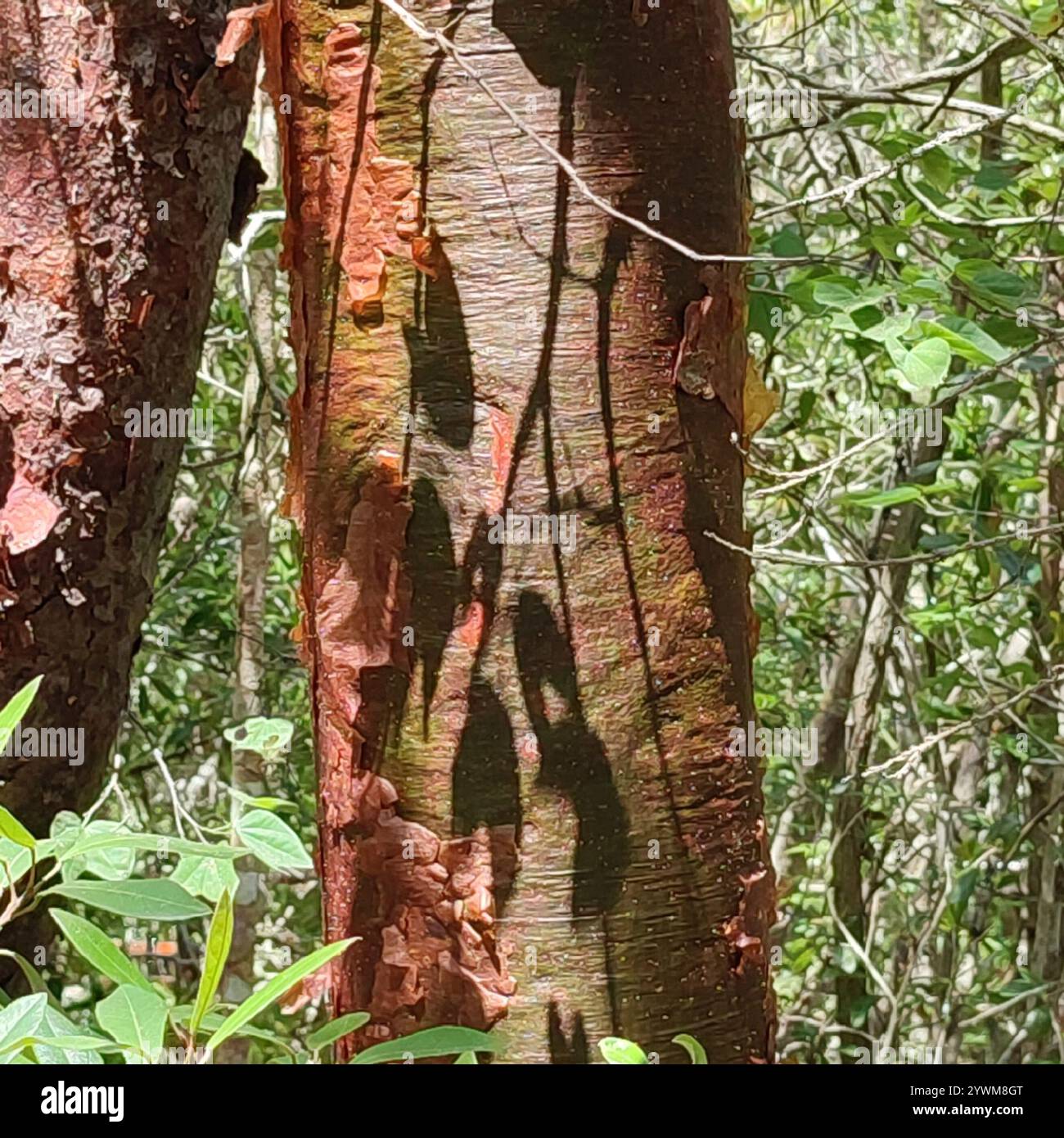 Gumbo Limbo (Bursera simaruba Stock Photo - Alamy