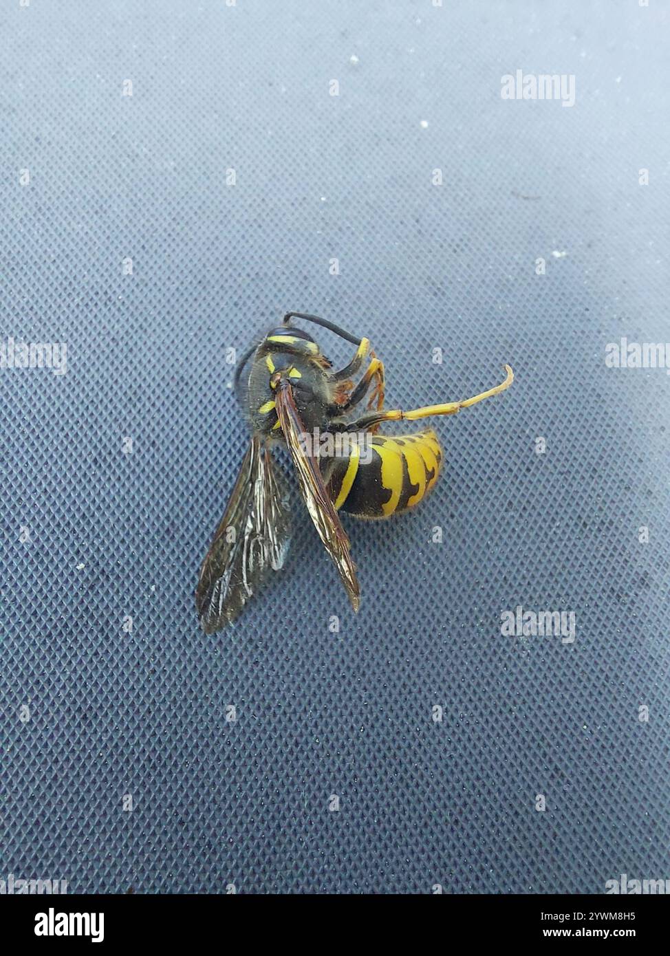 Alaska Yellowjacket (Vespula alascensis Stock Photo - Alamy