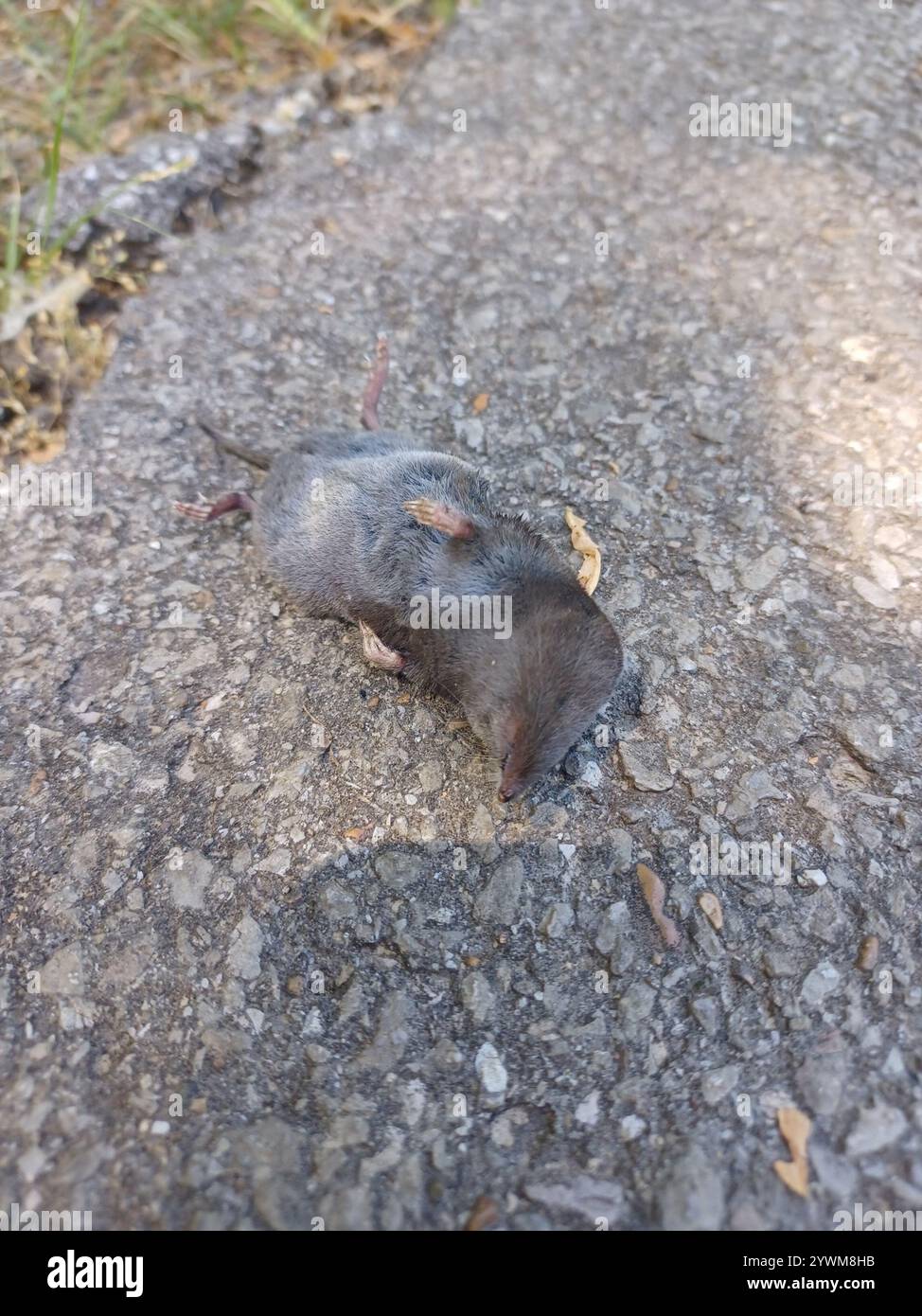 Northern short tailed shrew hi-res stock photography and images - Alamy