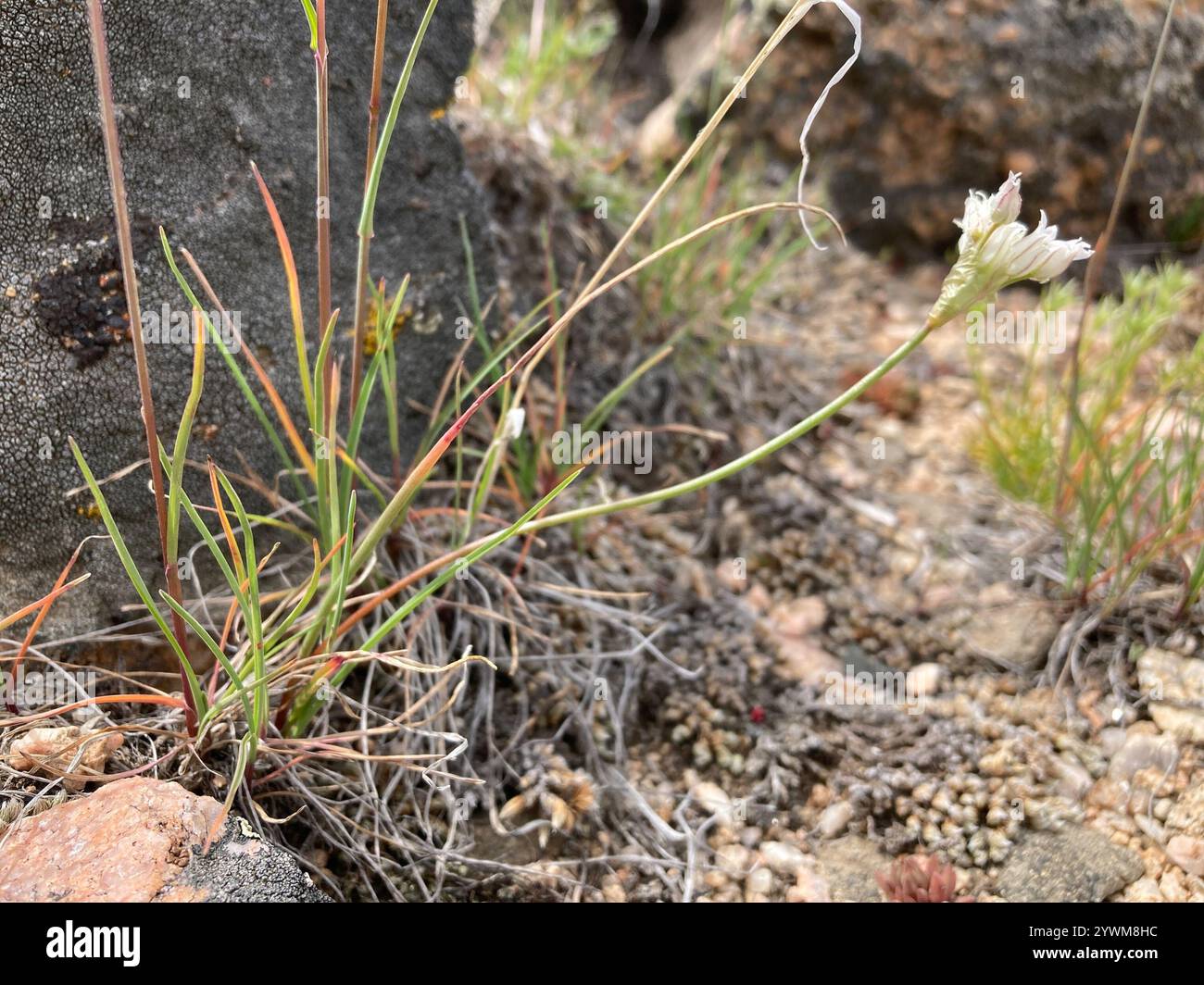 Textile onion (Allium textile Stock Photo - Alamy