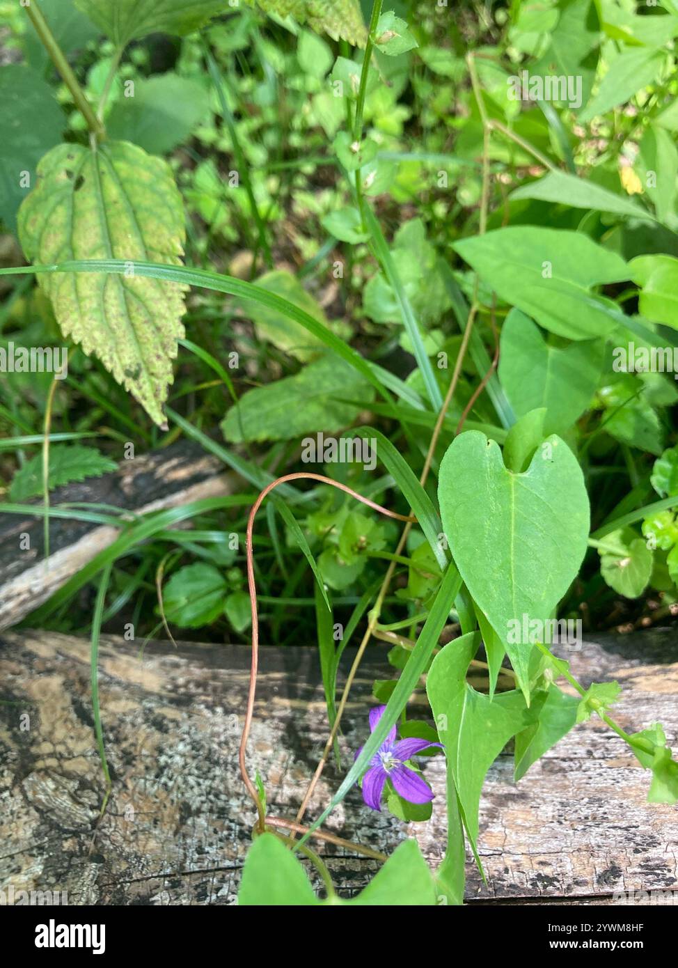 clasping Venus's looking glass (Triodanis perfoliata Stock Photo - Alamy