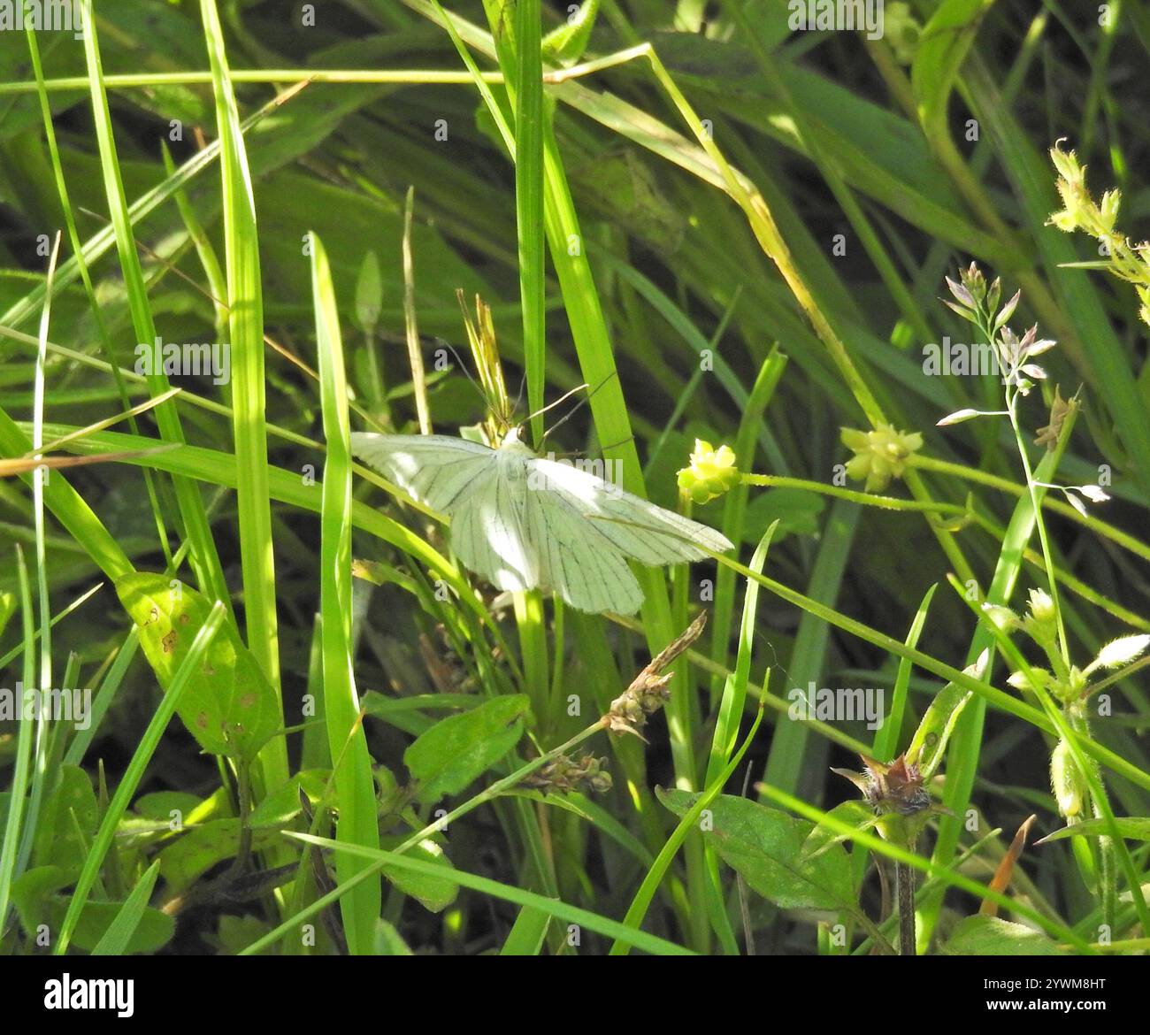 Black-veined Moth (Siona lineata Stock Photo - Alamy