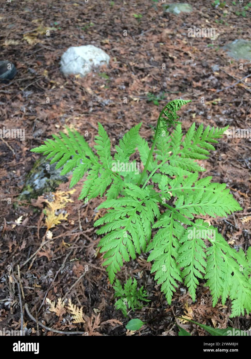 rattlesnake fern (Botrypus virginianus Stock Photo - Alamy