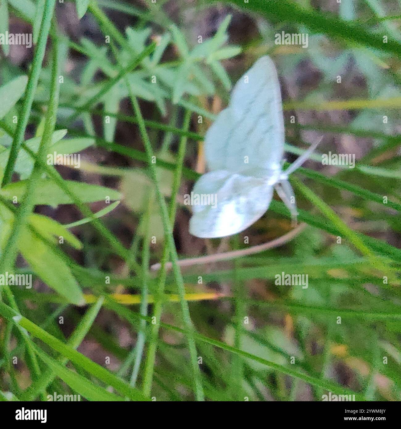 Common White Wave (Cabera pusaria Stock Photo - Alamy