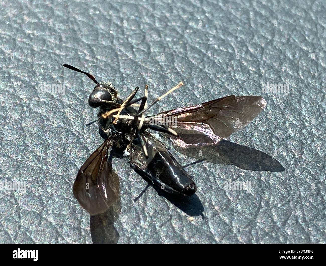 Black Soldier Fly (Hermetia illucens Stock Photo - Alamy