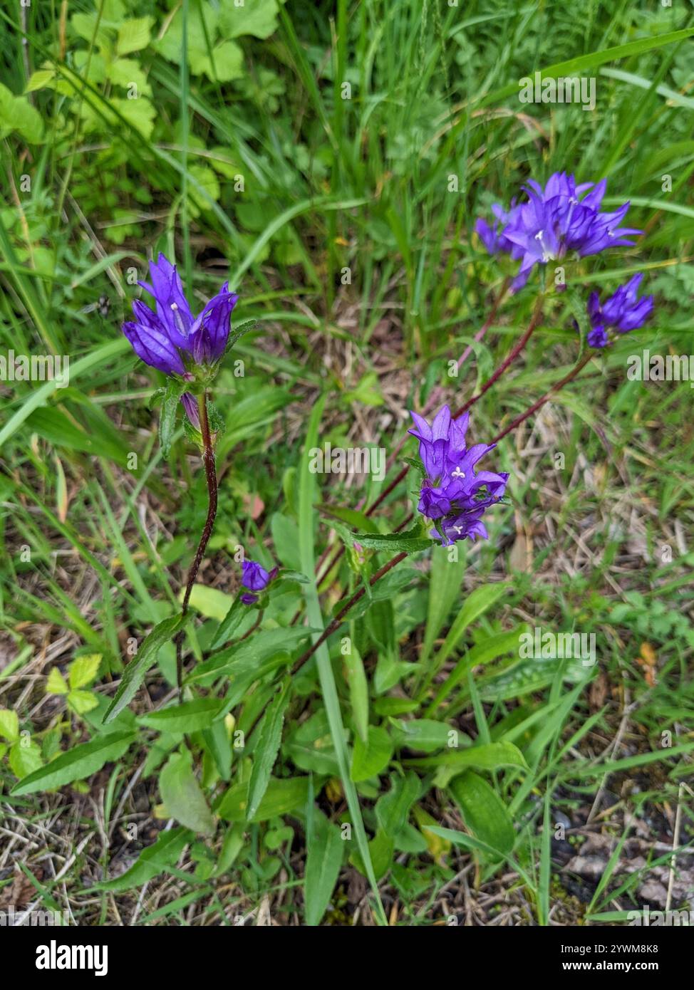 clustered bellflower (Campanula glomerata Stock Photo - Alamy
