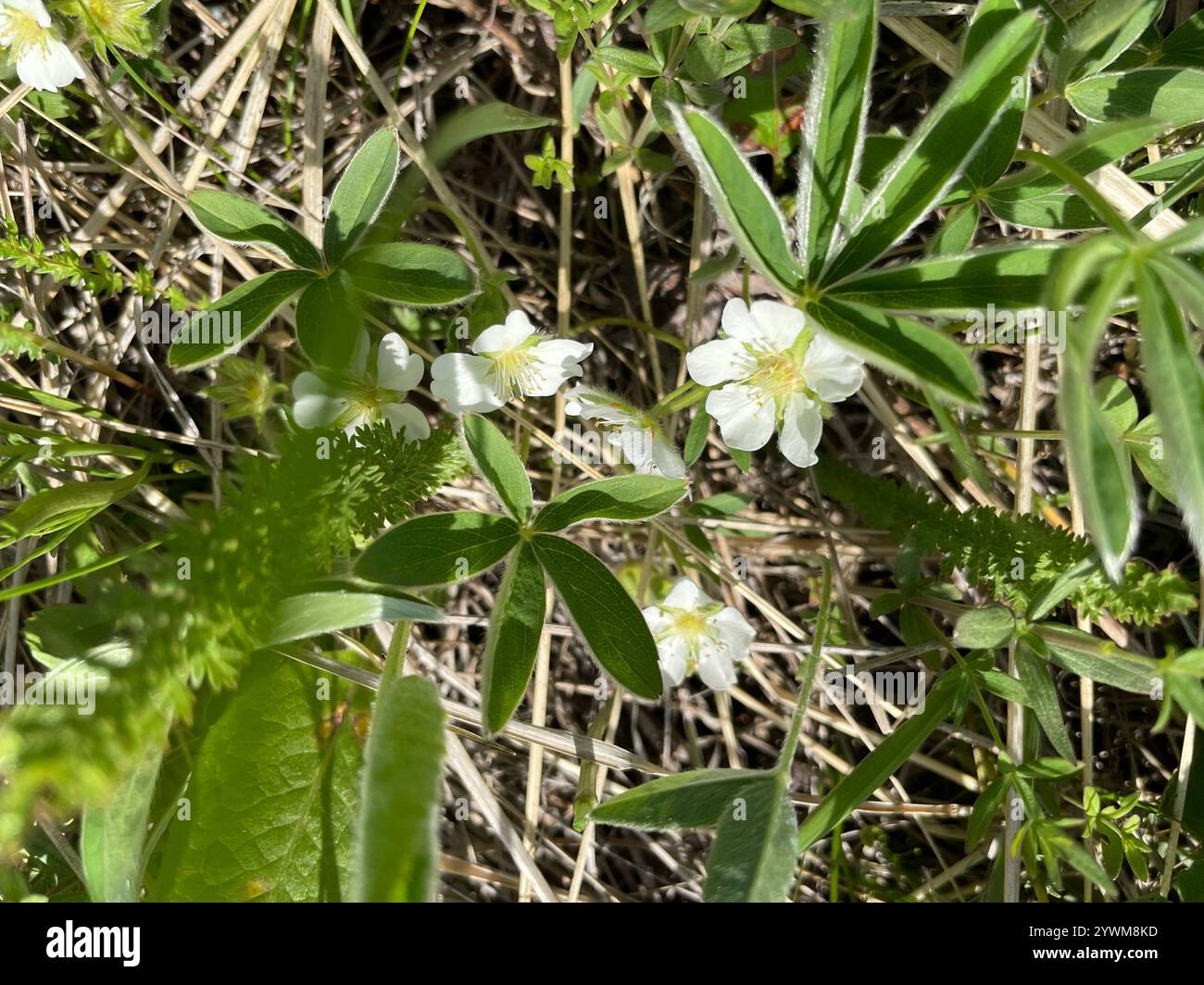 White Cinquefoil (Potentilla alba Stock Photo - Alamy