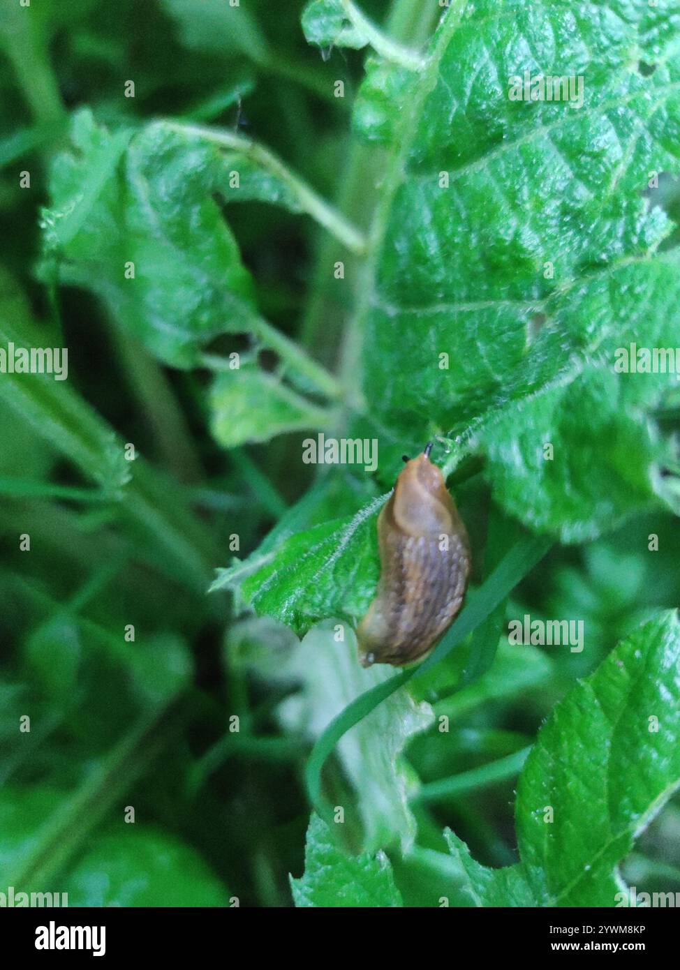 Northern Dusky Slug (Arion fuscus Stock Photo - Alamy