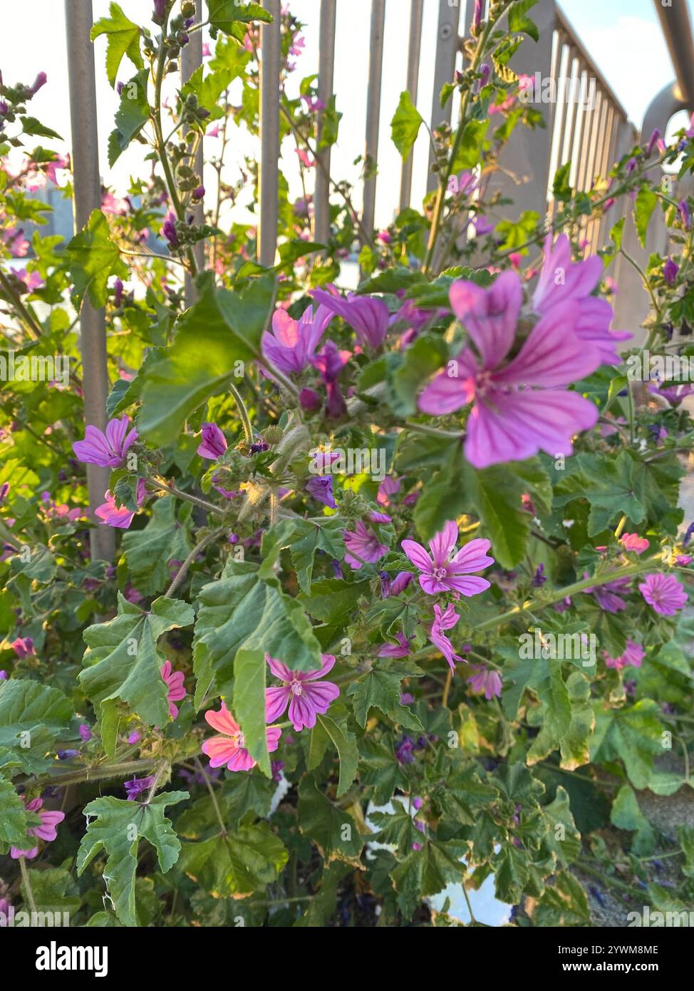 Common Mallow (Malva sylvestris Stock Photo - Alamy
