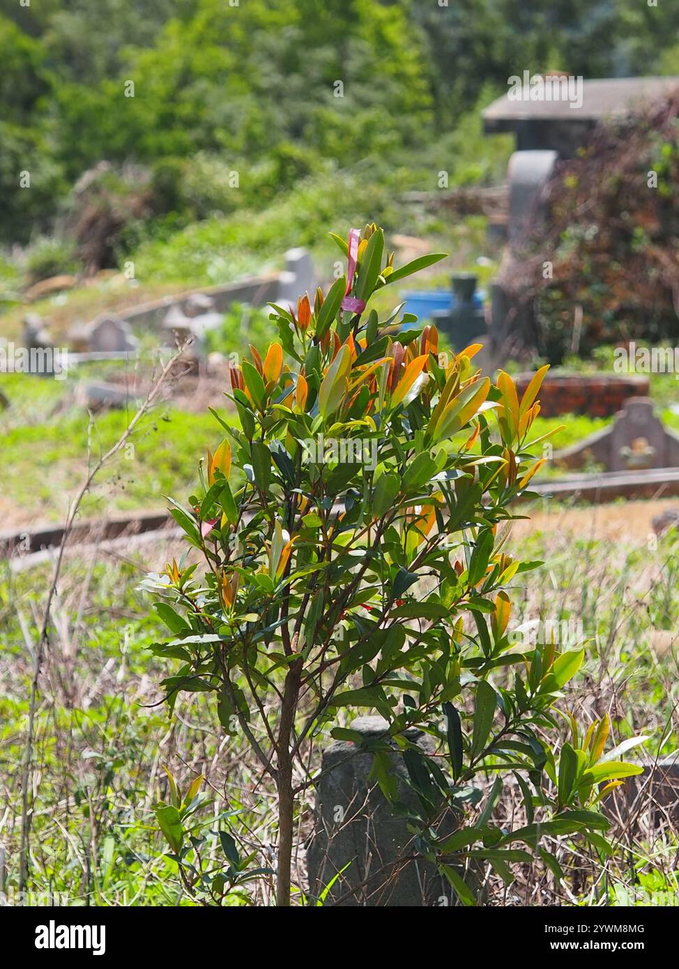 Fried egg plant (Polyspora axillaris Stock Photo - Alamy