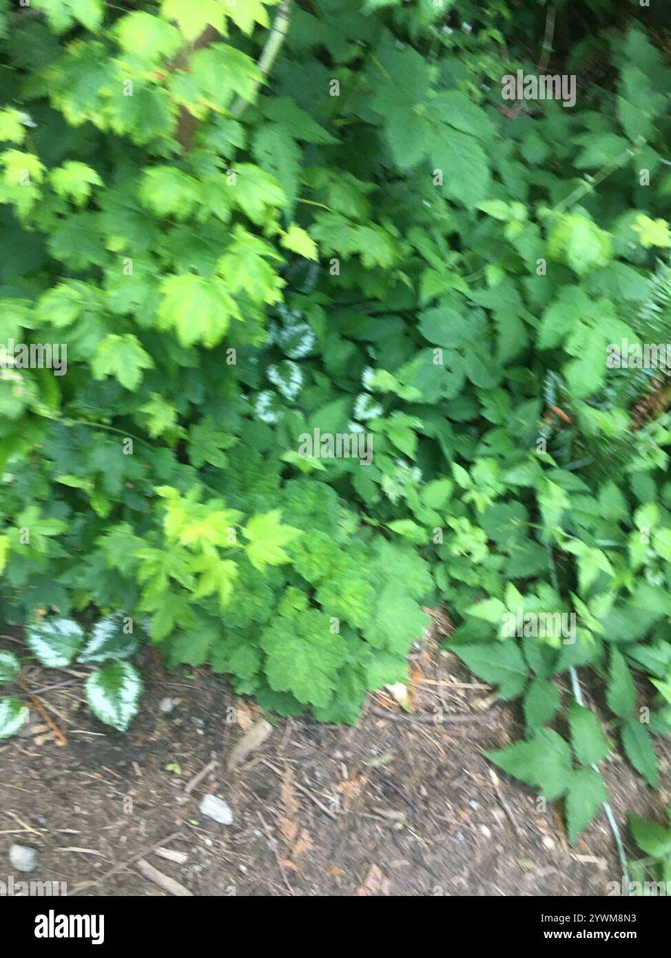 Vine Maple (Acer circinatum Stock Photo - Alamy