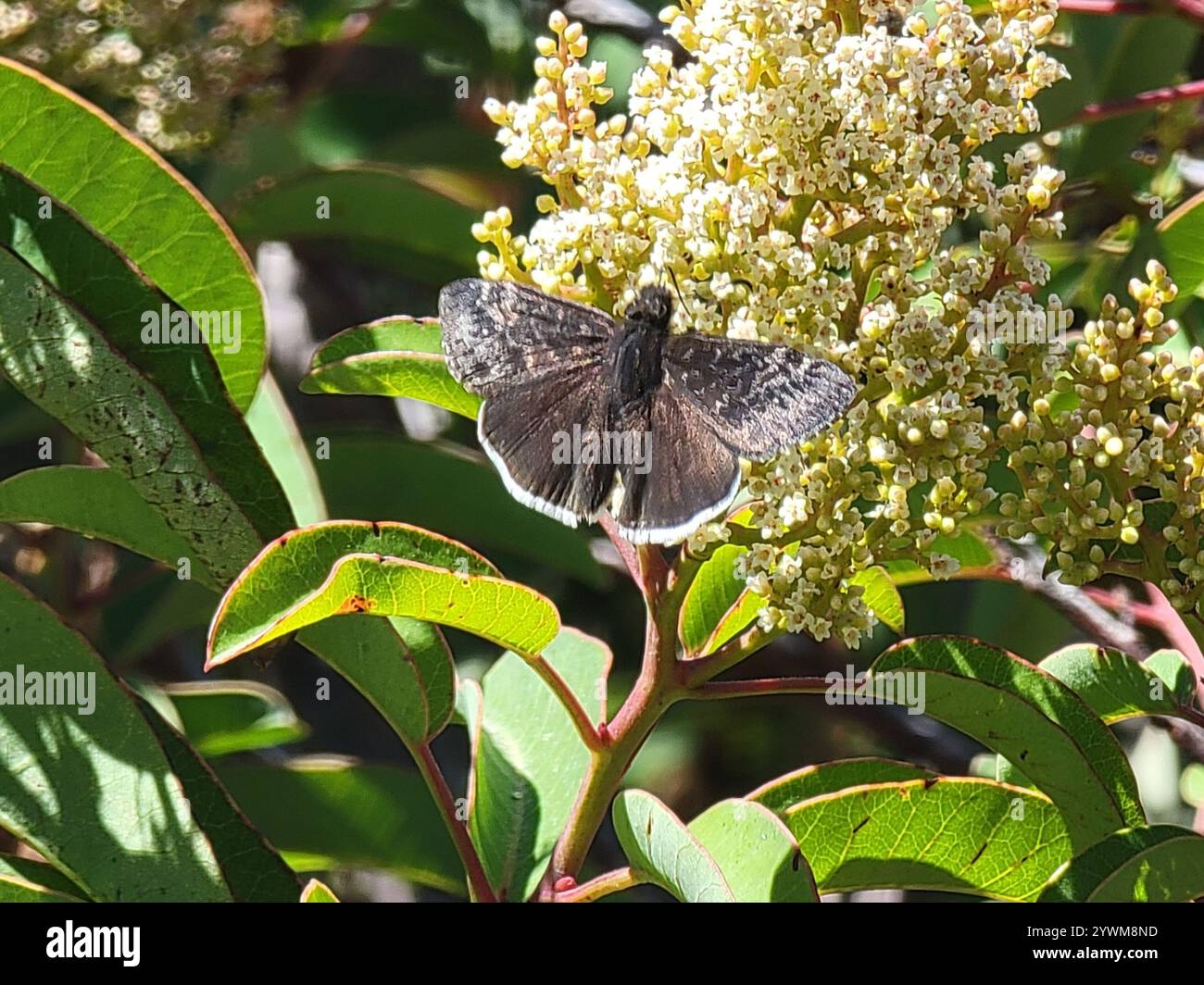 Funereal Duskywing (Erynnis funeralis Stock Photo - Alamy
