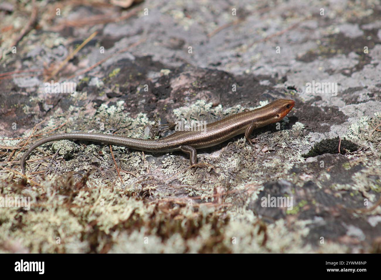 Common Five-lined Skink (Plestiodon fasciatus Stock Photo - Alamy