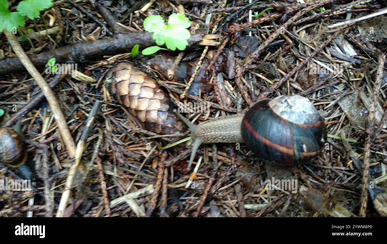Turkish Snail (Helix lucorum Stock Photo - Alamy