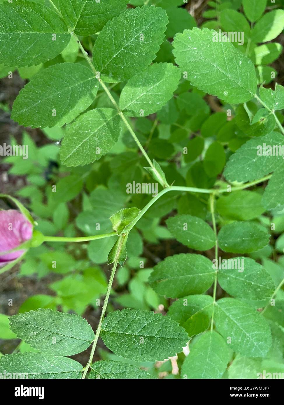 smooth rose (Rosa blanda Stock Photo - Alamy