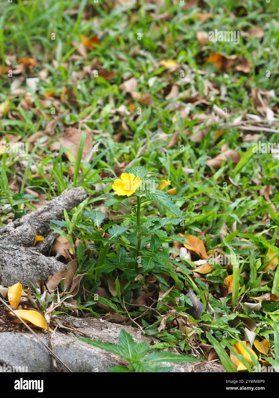 Yellow alder (Turnera ulmifolia Stock Photo - Alamy