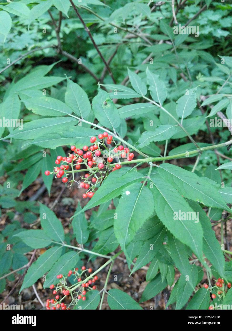 red-berried elder (Sambucus racemosa Stock Photo - Alamy