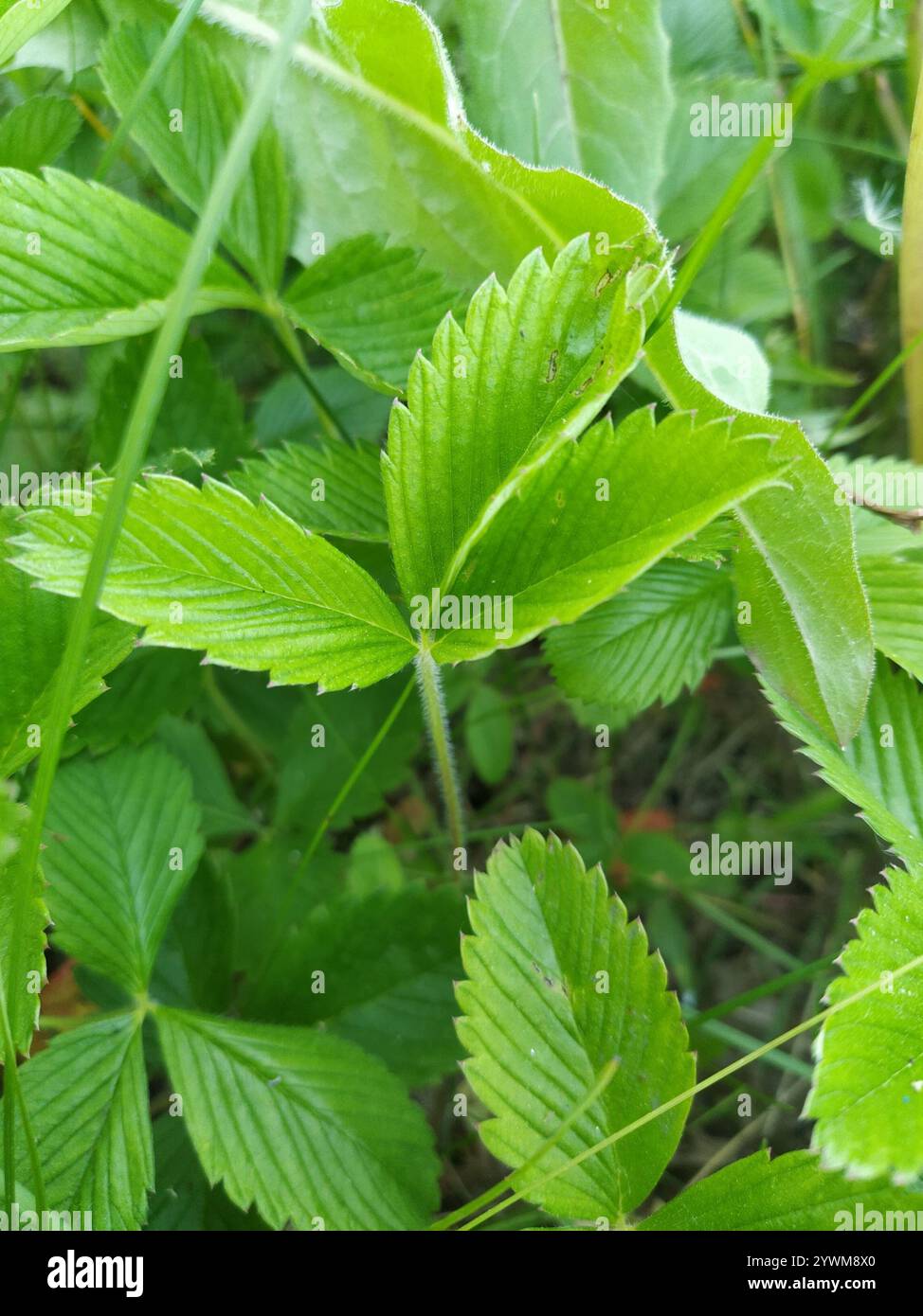 green strawberry (Fragaria viridis Stock Photo - Alamy