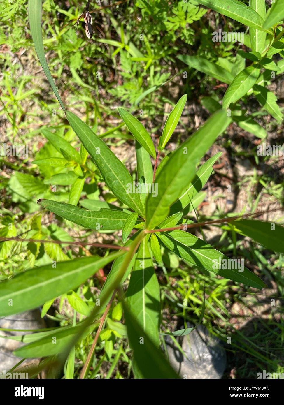 Seedbox (Ludwigia alternifolia Stock Photo - Alamy