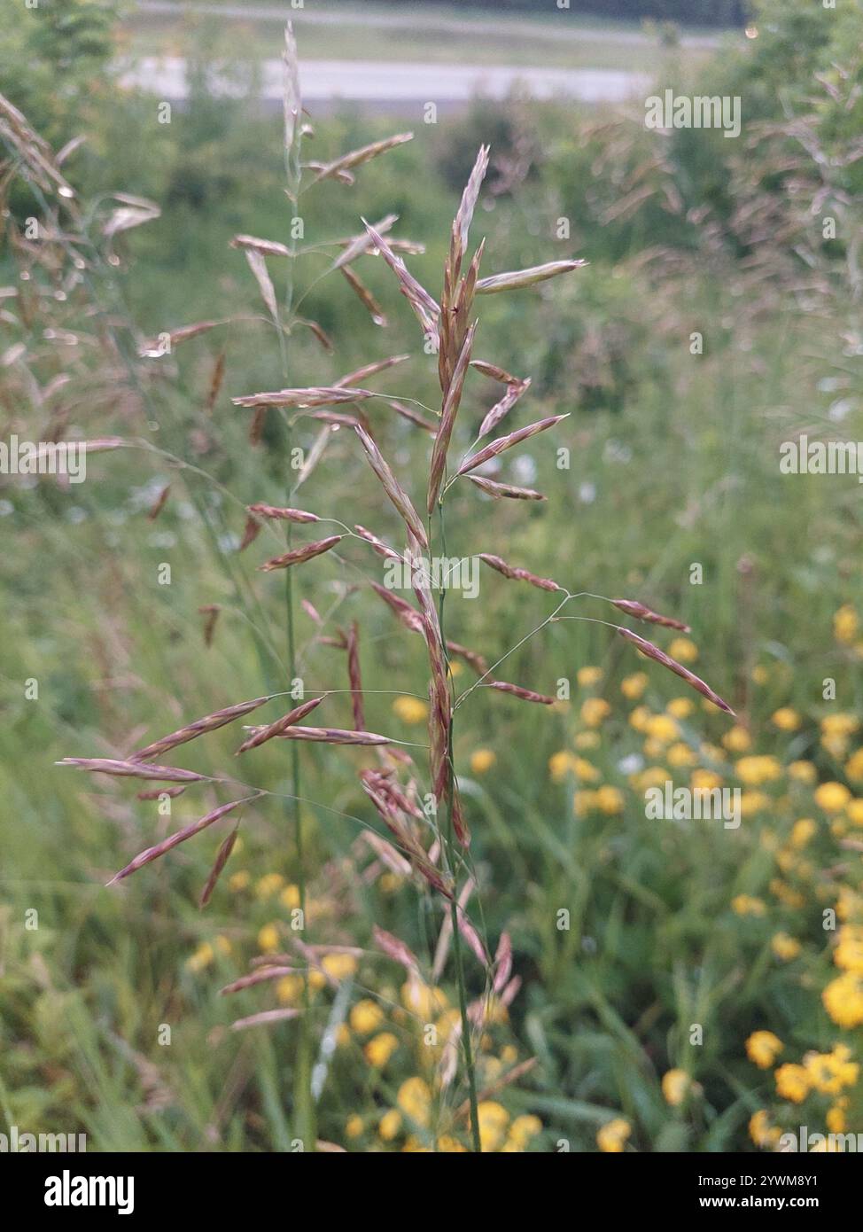 Smooth Brome (Bromus inermis Stock Photo - Alamy