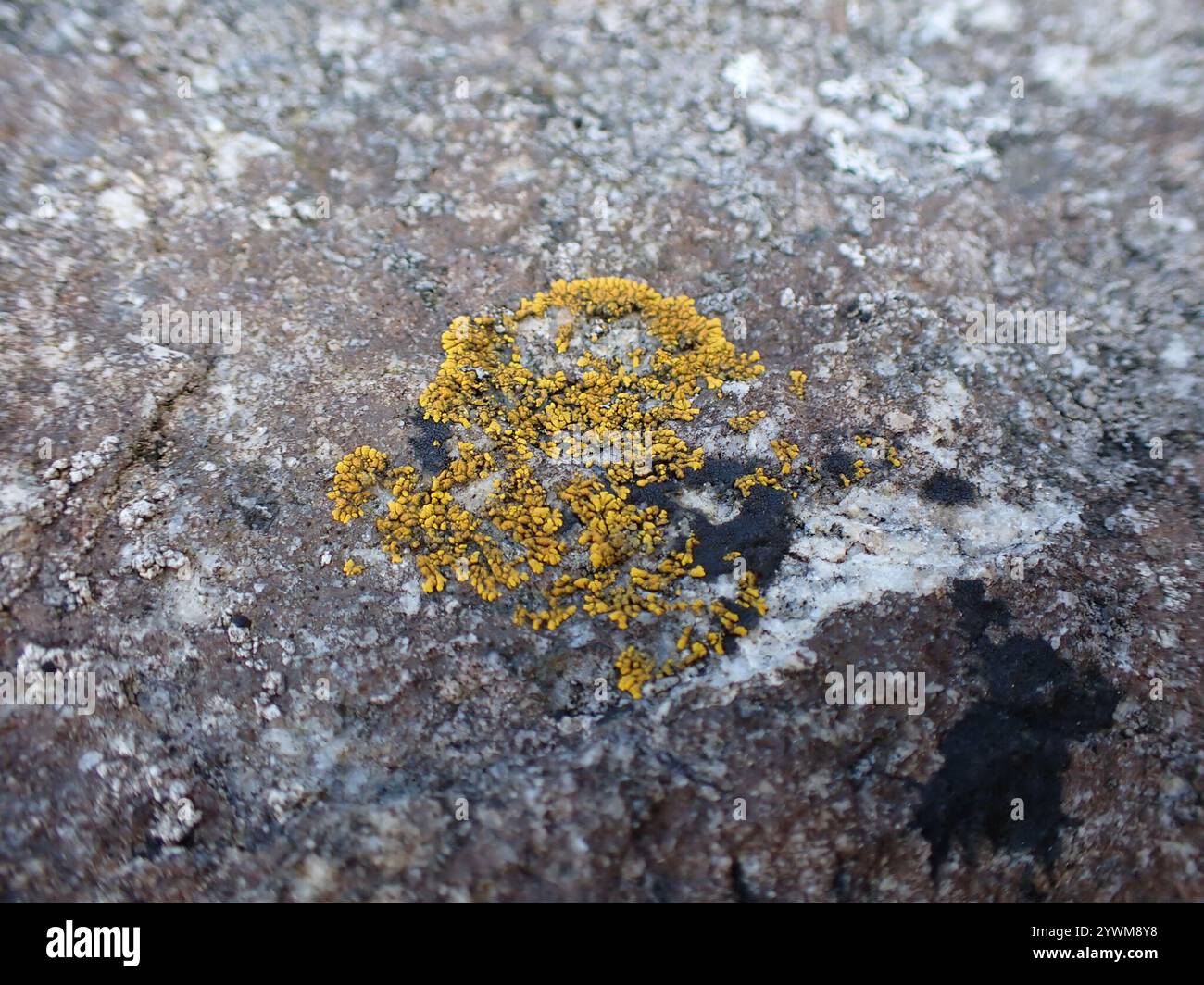 Ringed Firedot Lichen (Polycauliona verruculifera Stock Photo - Alamy