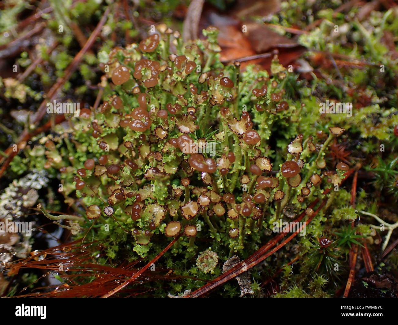 Smooth Horn Lichen (Cladonia gracilis Stock Photo - Alamy