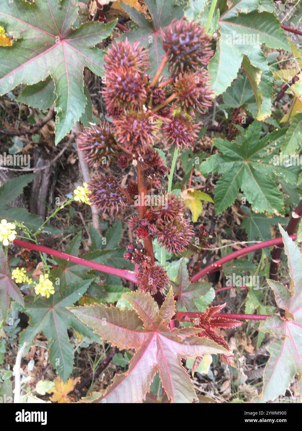 castor bean (Ricinus communis Stock Photo - Alamy