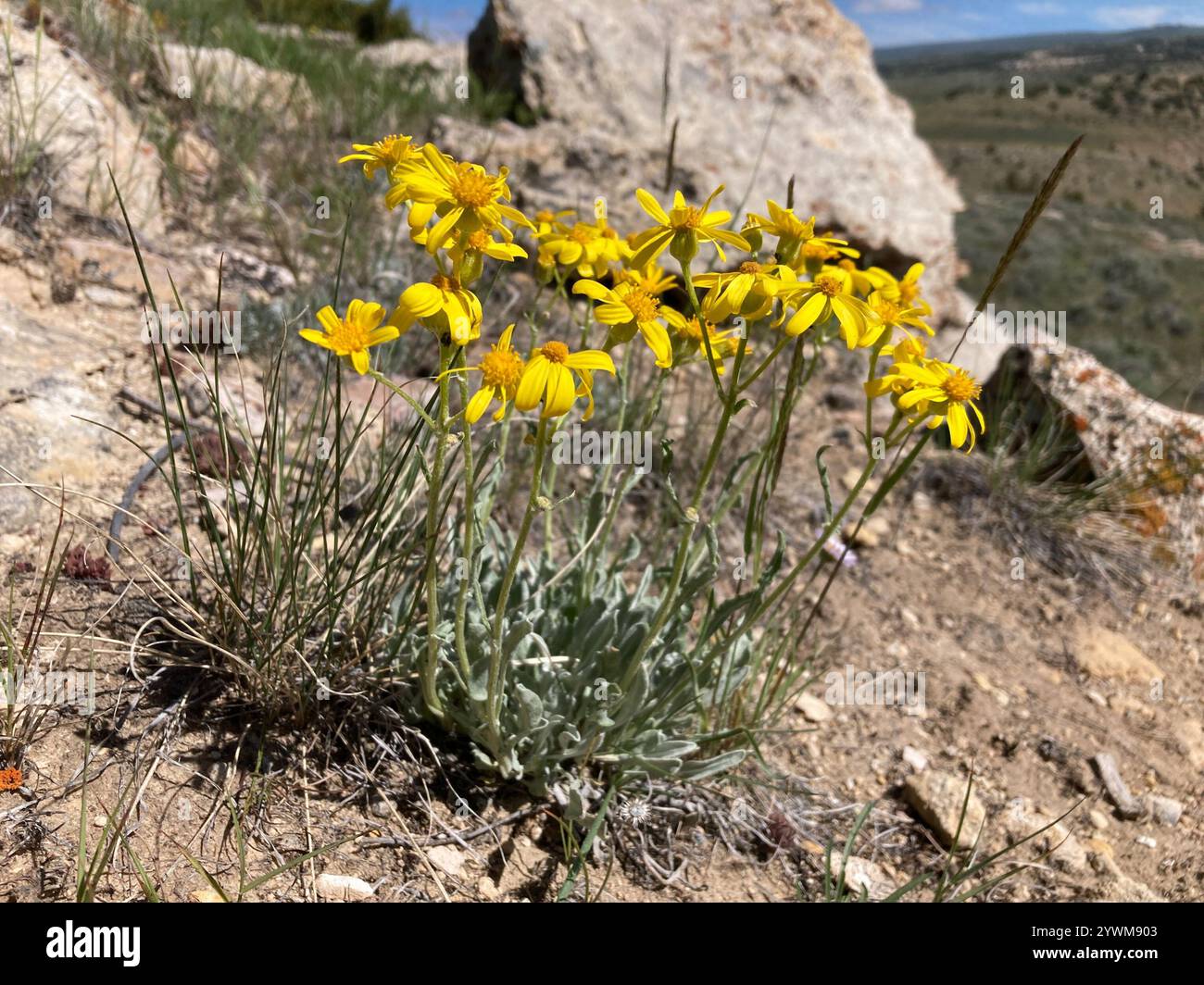 woolly groundsel (Packera cana Stock Photo - Alamy