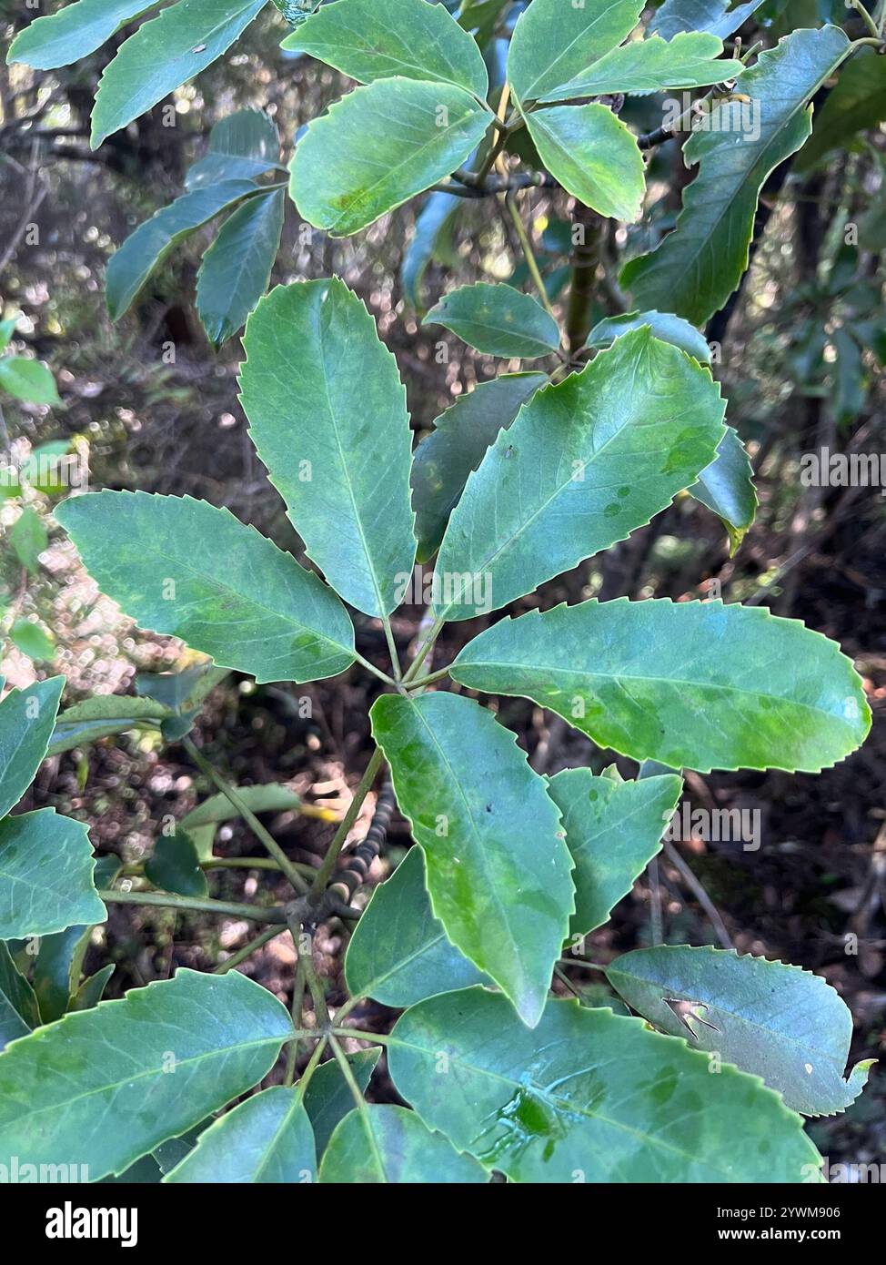 five finger (Pseudopanax arboreus Stock Photo - Alamy