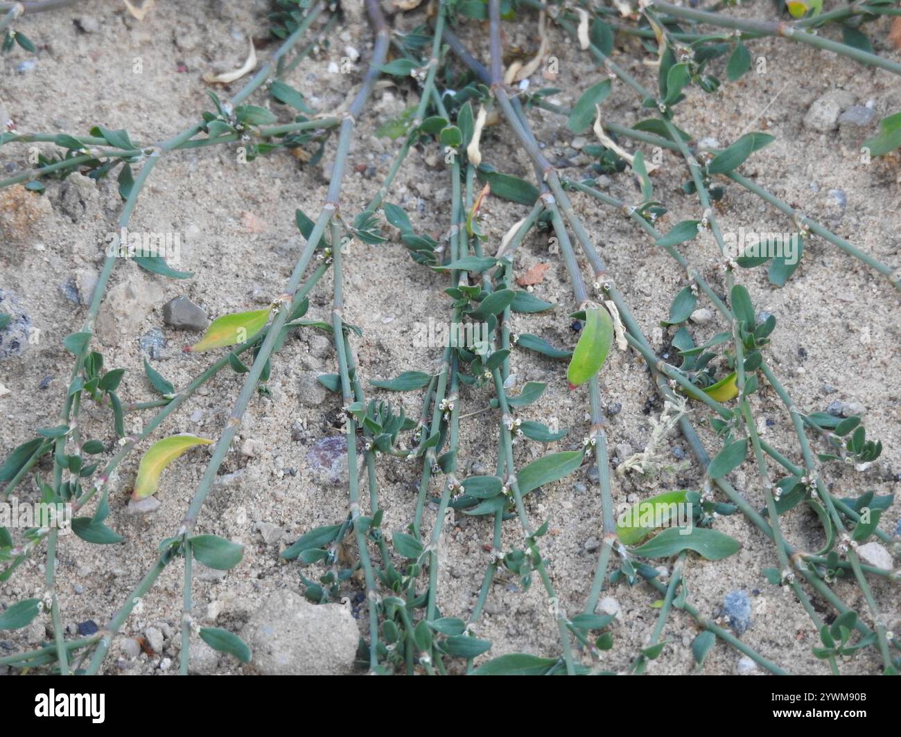 Oval Leaf Knotweed (Polygonum arenastrum Stock Photo - Alamy
