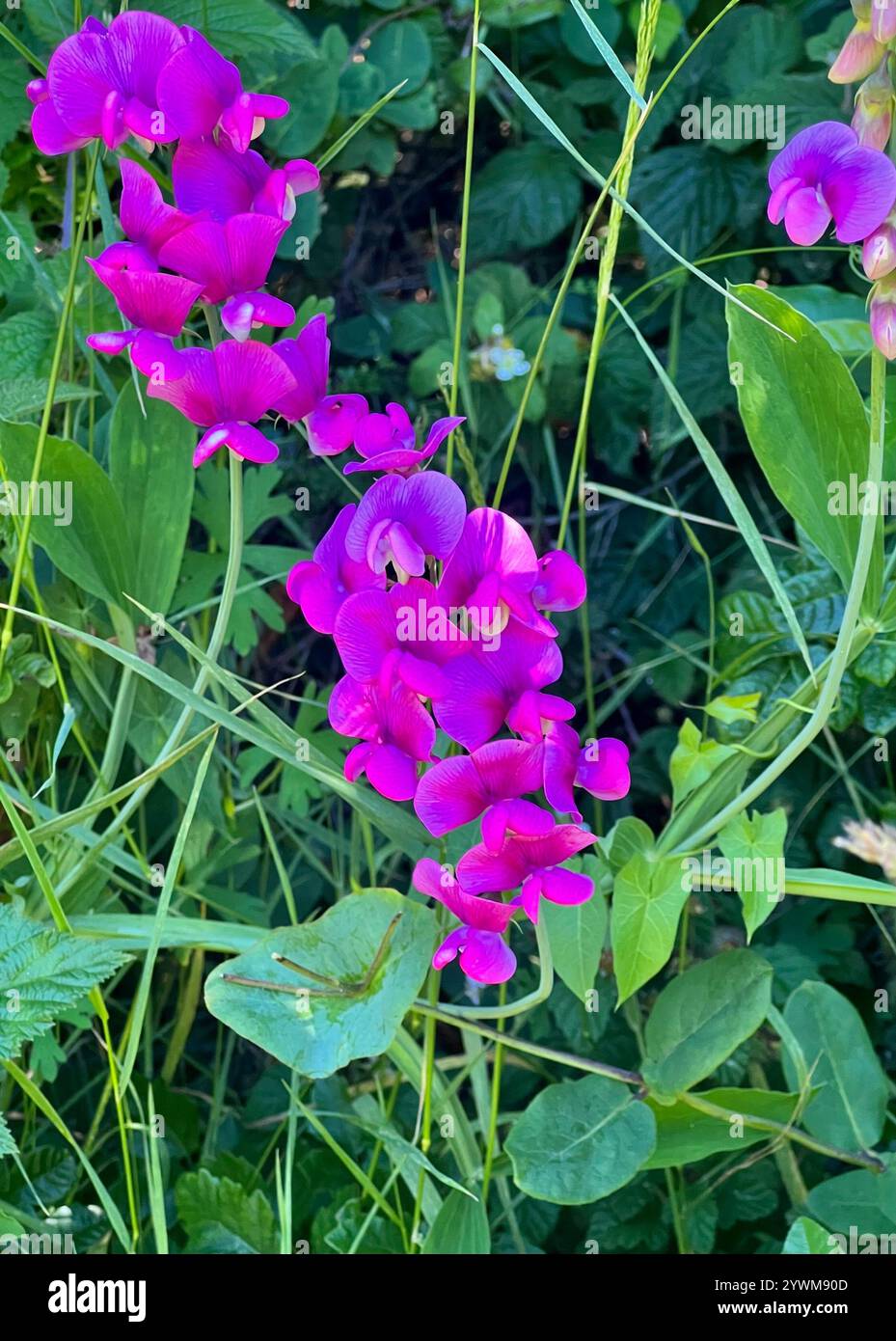 broad-leaved sweet pea (Lathyrus latifolius Stock Photo - Alamy