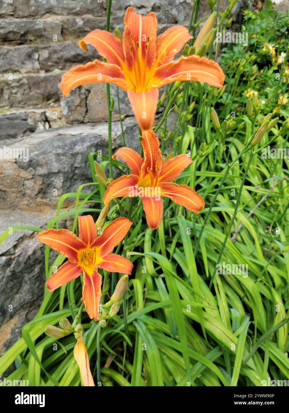 orange day-lily (Hemerocallis fulva Stock Photo - Alamy