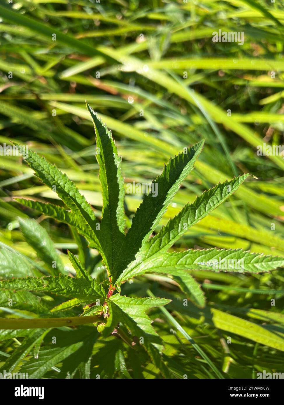 queen of the prairie (Filipendula rubra Stock Photo - Alamy
