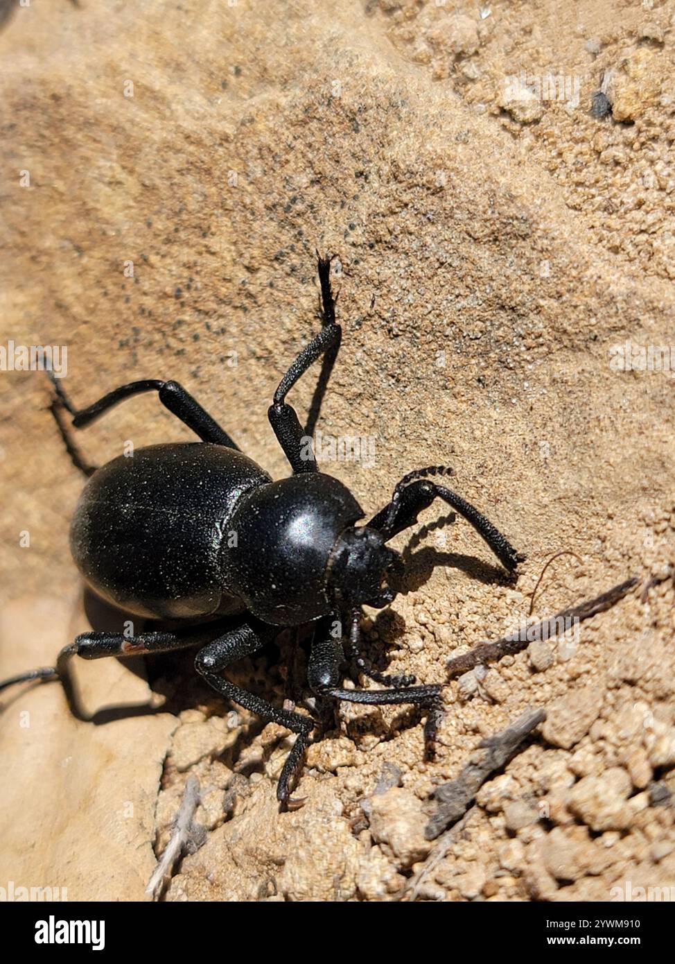 Desert Stink Beetles (Eleodes Stock Photo - Alamy