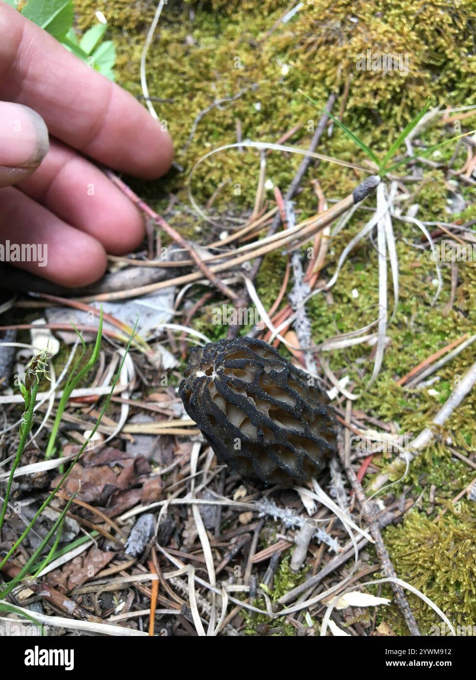 true morels (Morchella Stock Photo - Alamy