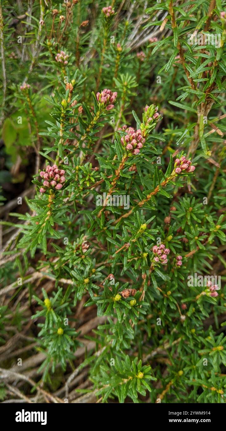pink mountainheath (Phyllodoce empetriformis Stock Photo - Alamy