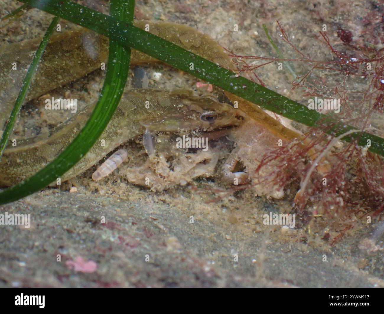 Crescent Gunnel (Pholis laeta Stock Photo - Alamy