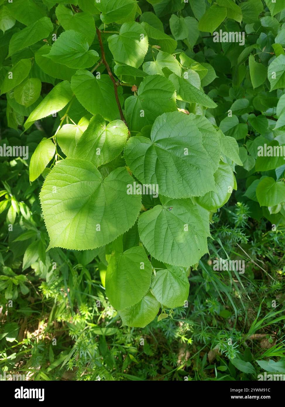 Small-leaved Lime (Tilia cordata Stock Photo - Alamy