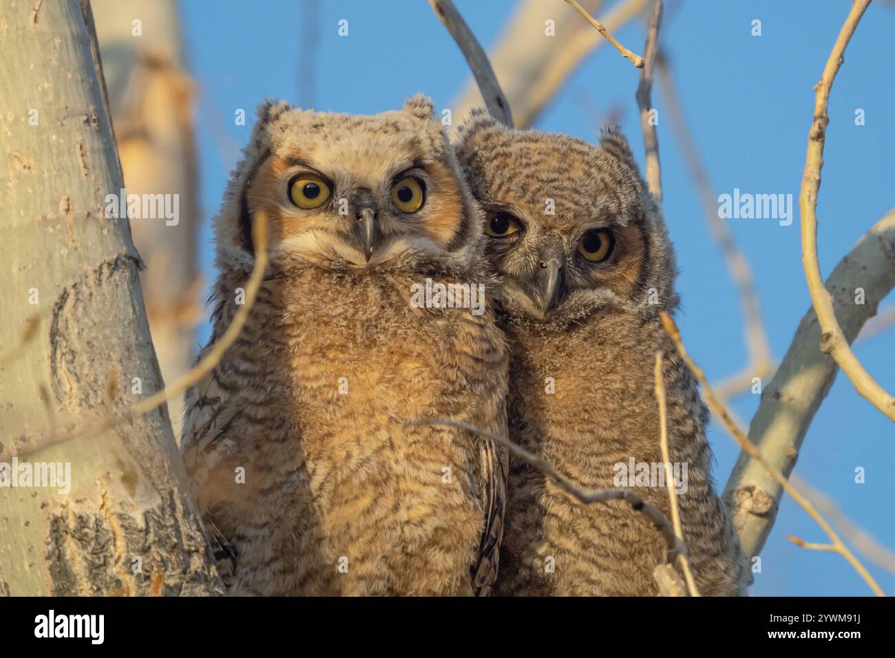 great horned owl babies in the nest in the spring Stock Photo - Alamy