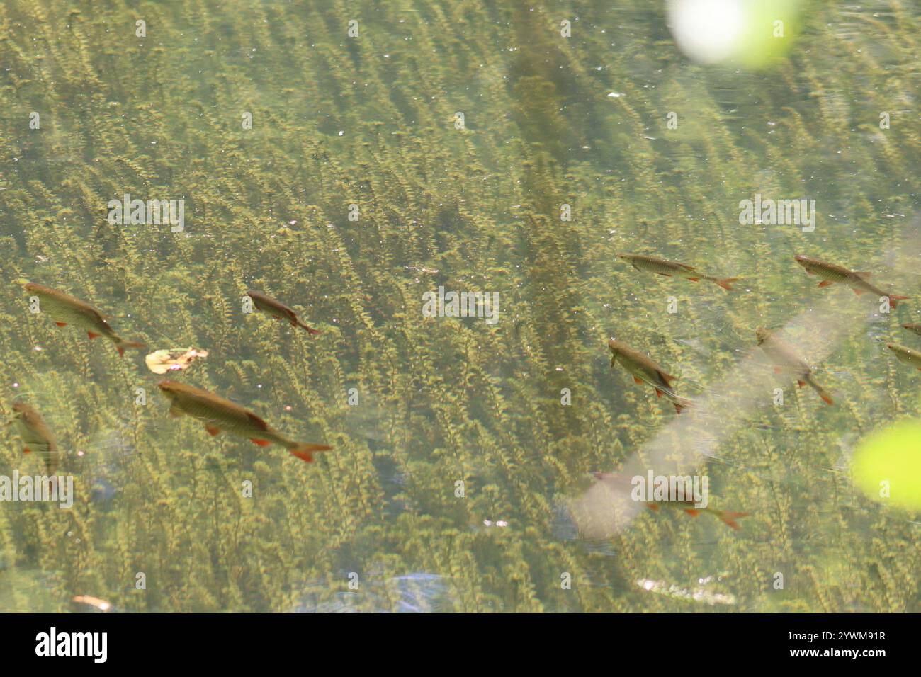 Common Rudd (Scardinius erythrophthalmus Stock Photo - Alamy