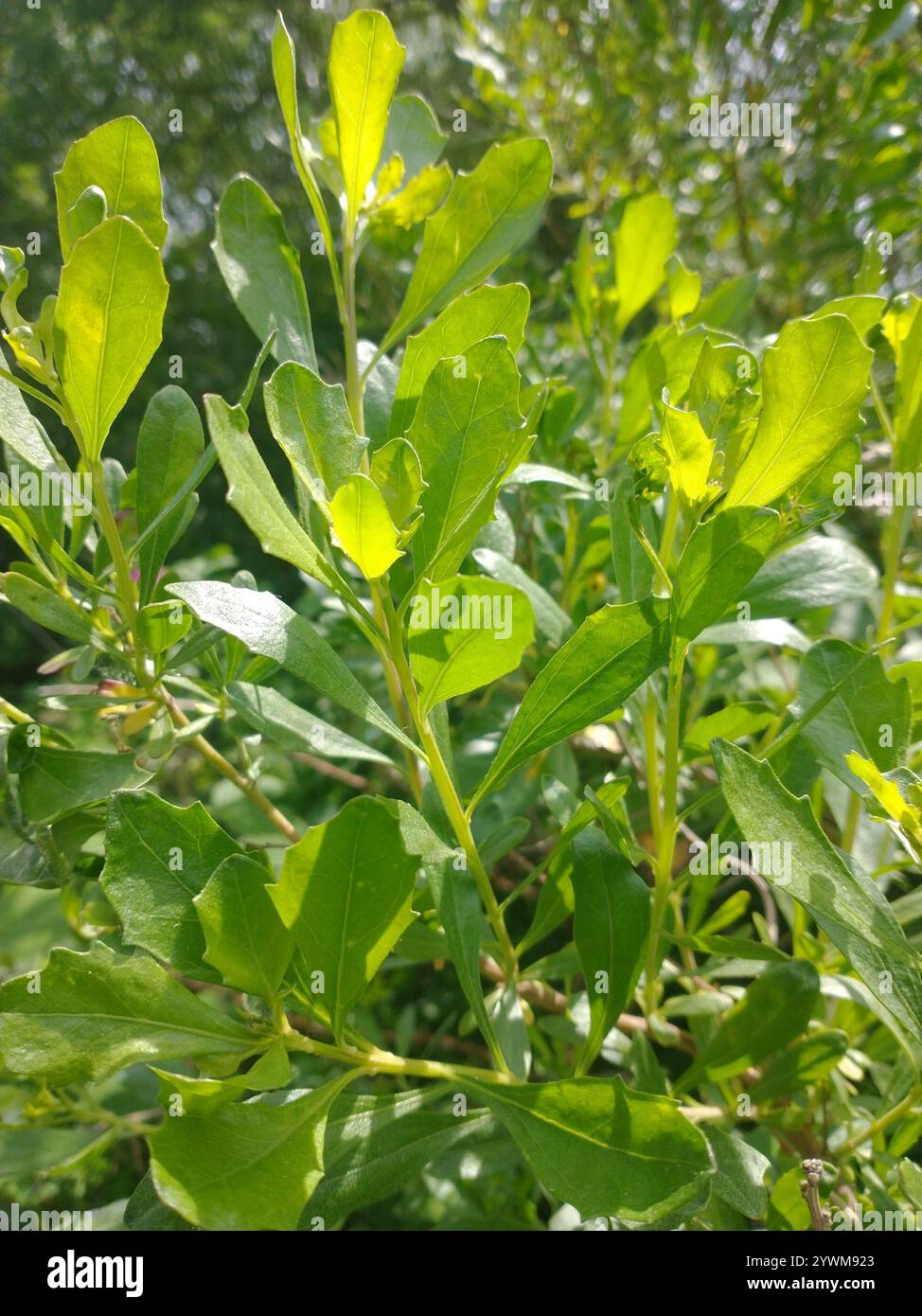 groundsel tree (Baccharis halimifolia Stock Photo - Alamy