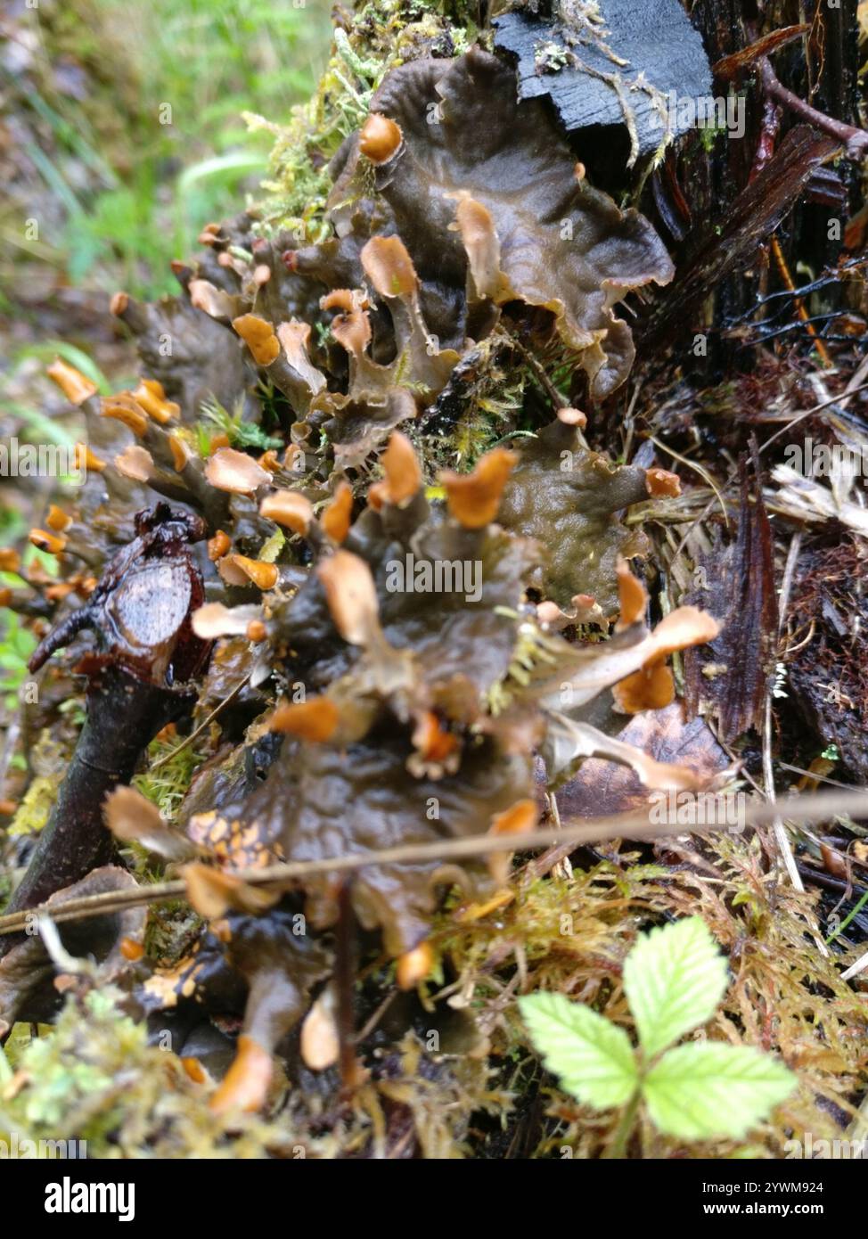 scaly pelt lichen (Peltigera praetextata Stock Photo - Alamy