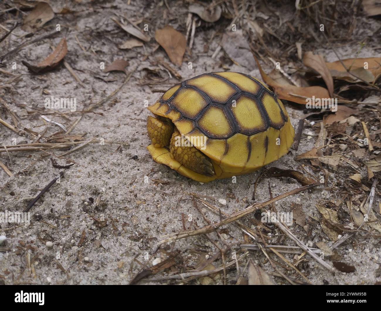Gopher Tortoise (Gopherus polyphemus Stock Photo - Alamy
