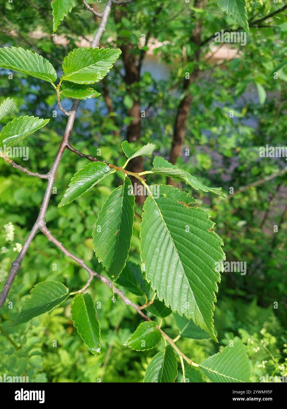 American elm (Ulmus americana Stock Photo - Alamy