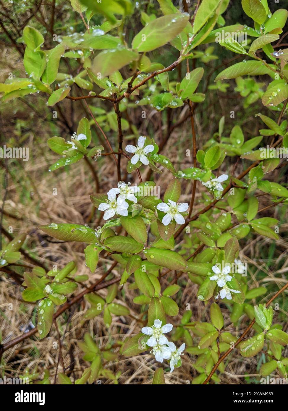 Bartram Shadbush (Amelanchier bartramiana Stock Photo - Alamy