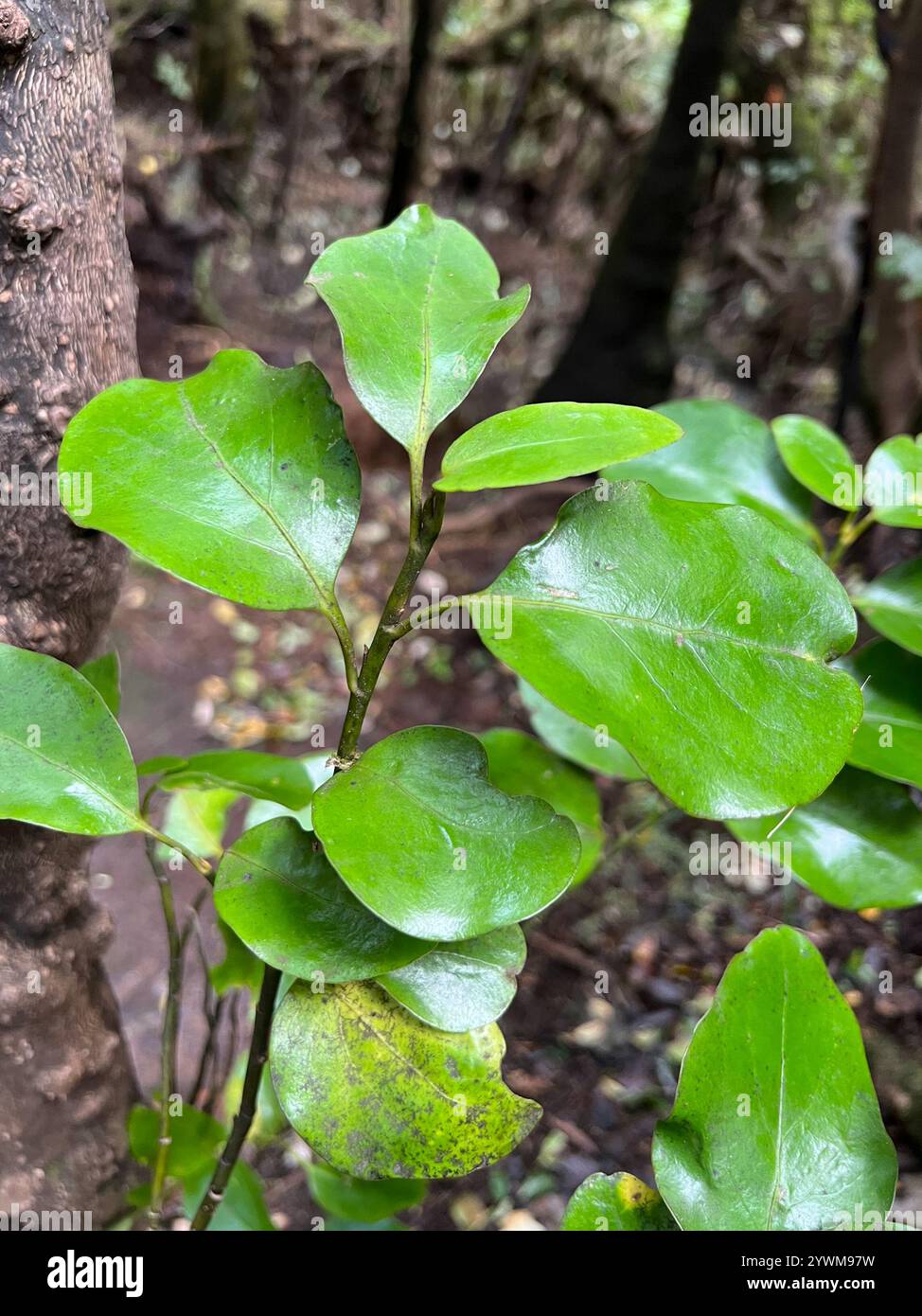 New Zealand Broadleaf (Griselinia littoralis Stock Photo - Alamy