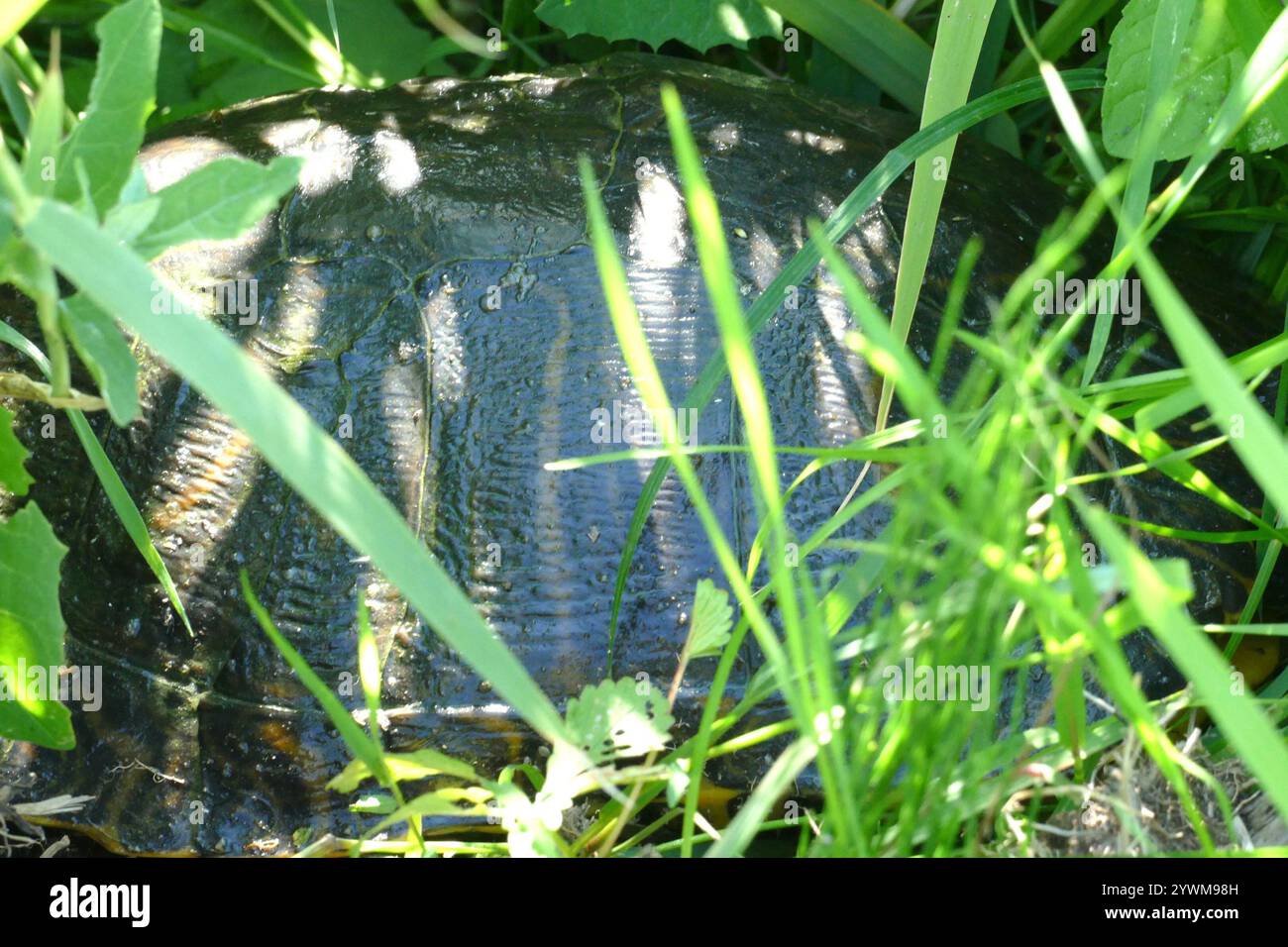 Pond Slider (Trachemys scripta Stock Photo - Alamy