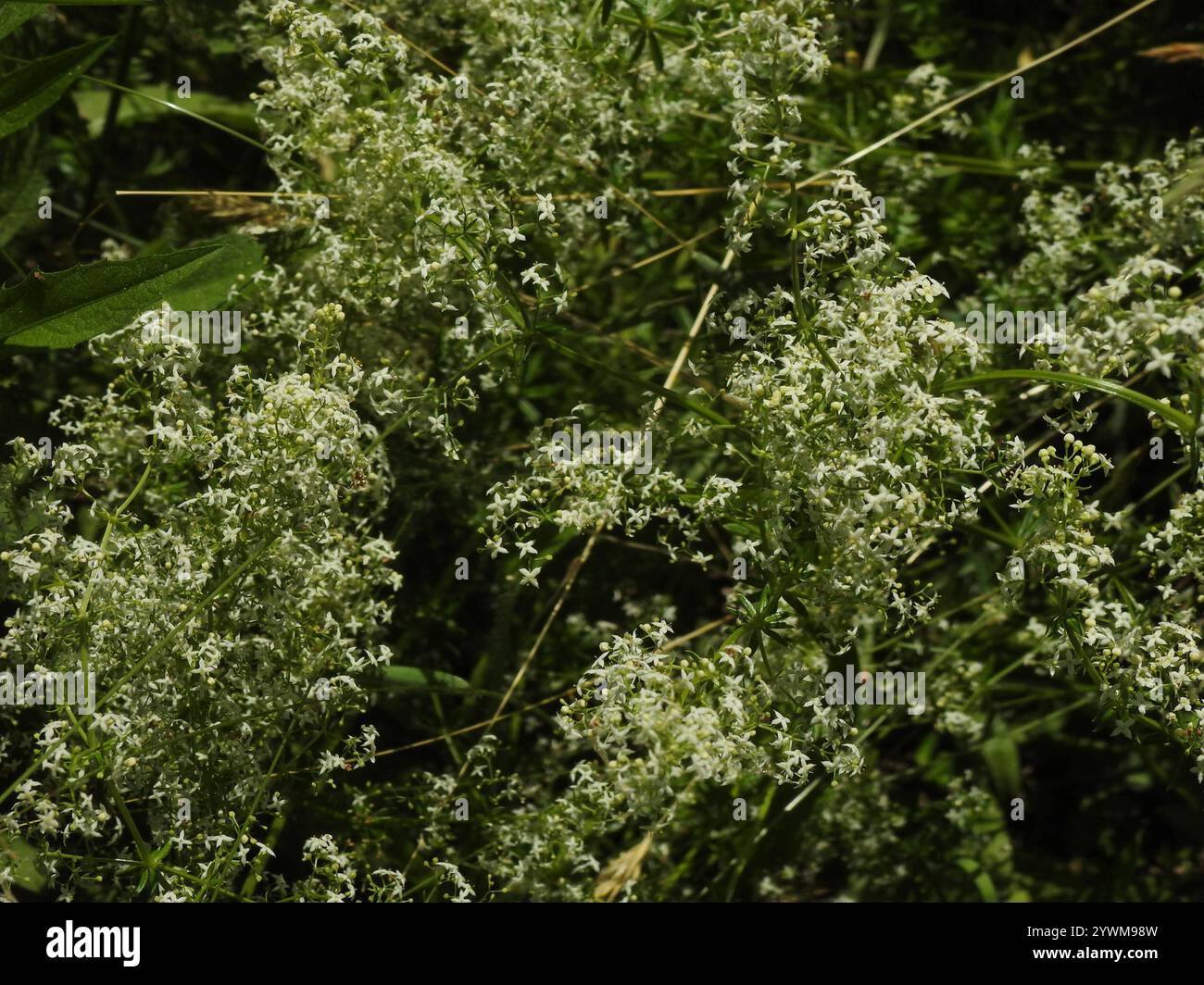 white bedstraw (Galium album Stock Photo - Alamy