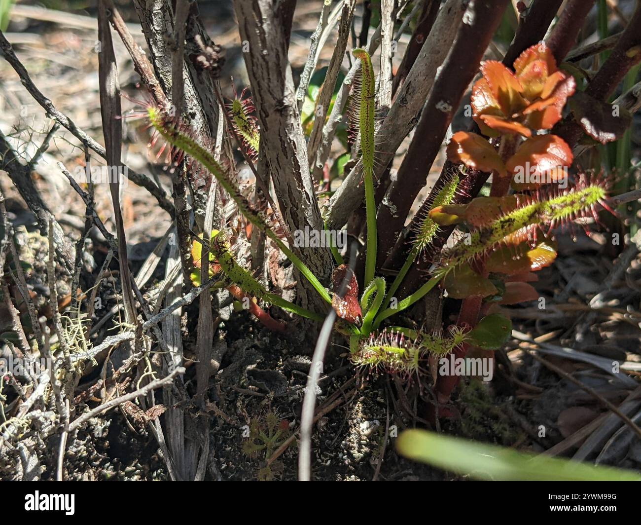 Cape Sundew (Drosera capensis Stock Photo - Alamy
