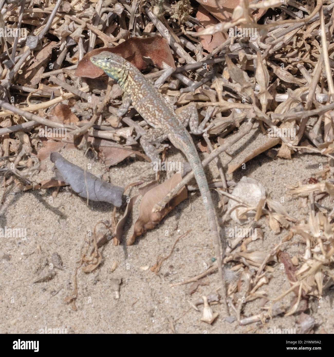 Common Side-blotched Lizard (Uta stansburiana Stock Photo - Alamy